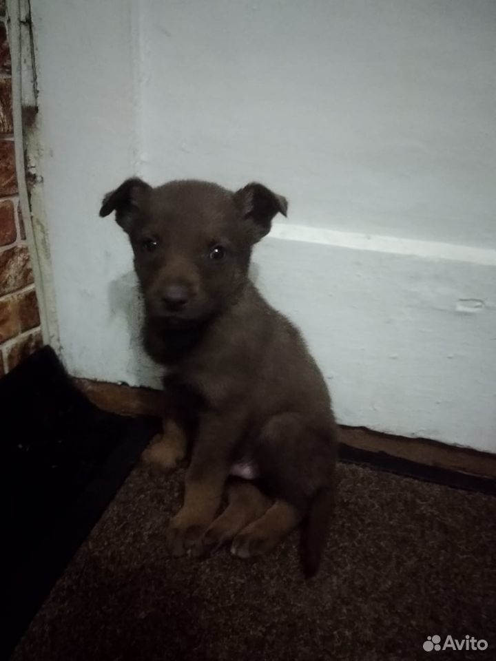 Очаровательный щенок ищет семью)