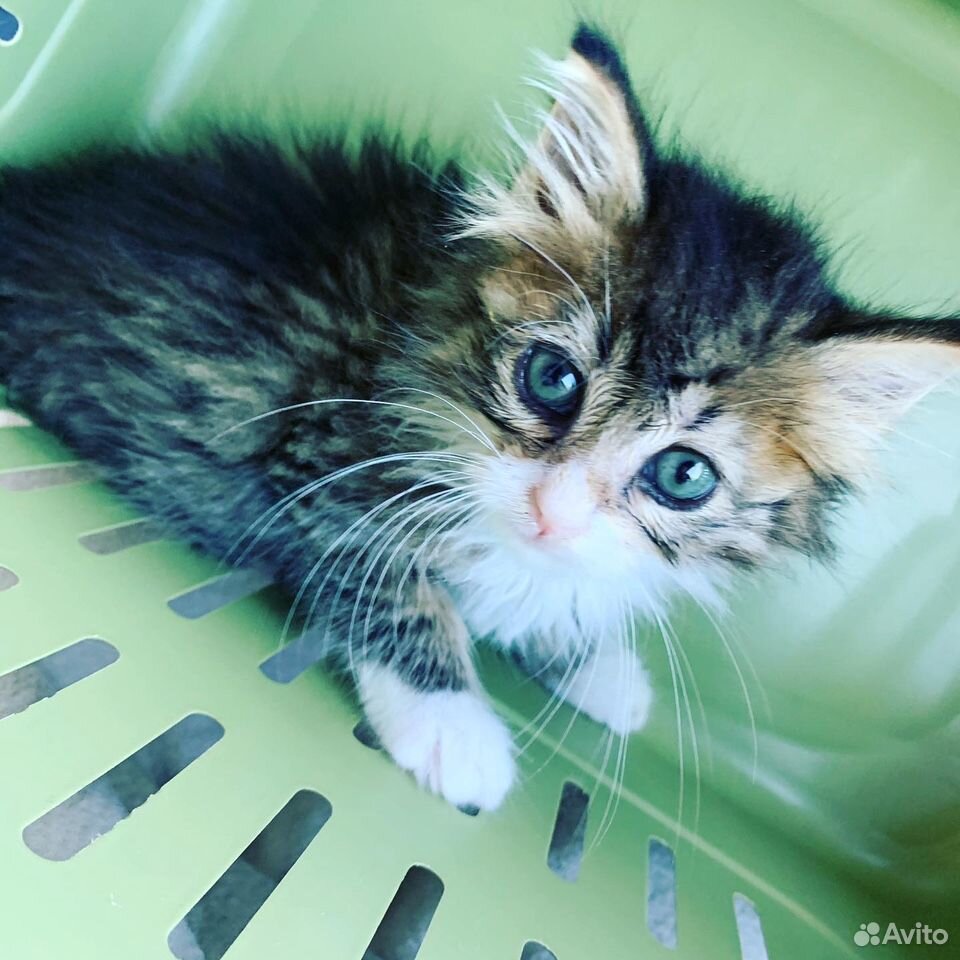 Котёнок пушистик 1 мес