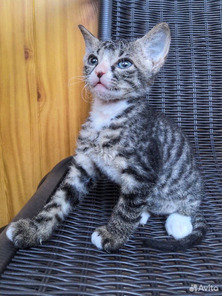 Котенок породы сфинкс