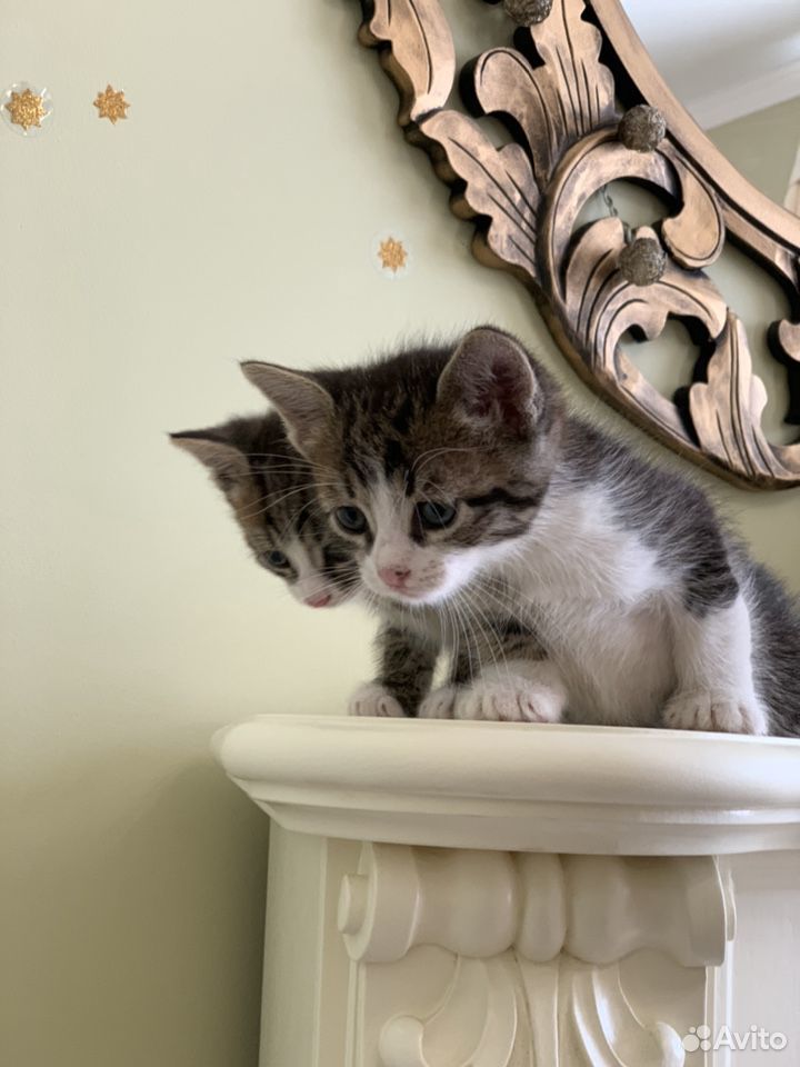 Котята
