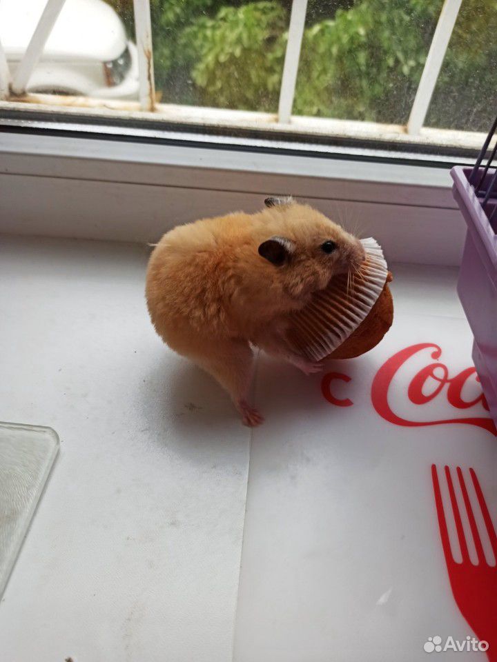 Отдам хомяка