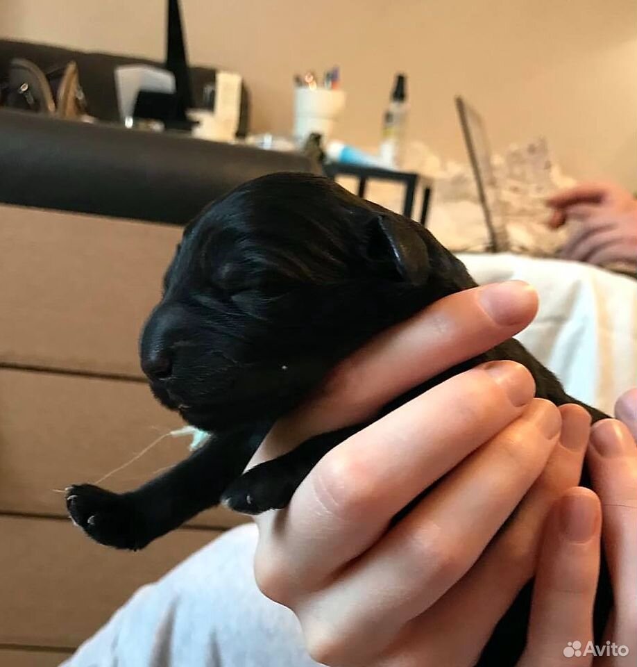 Питомник продает щенков Русского черного терьера