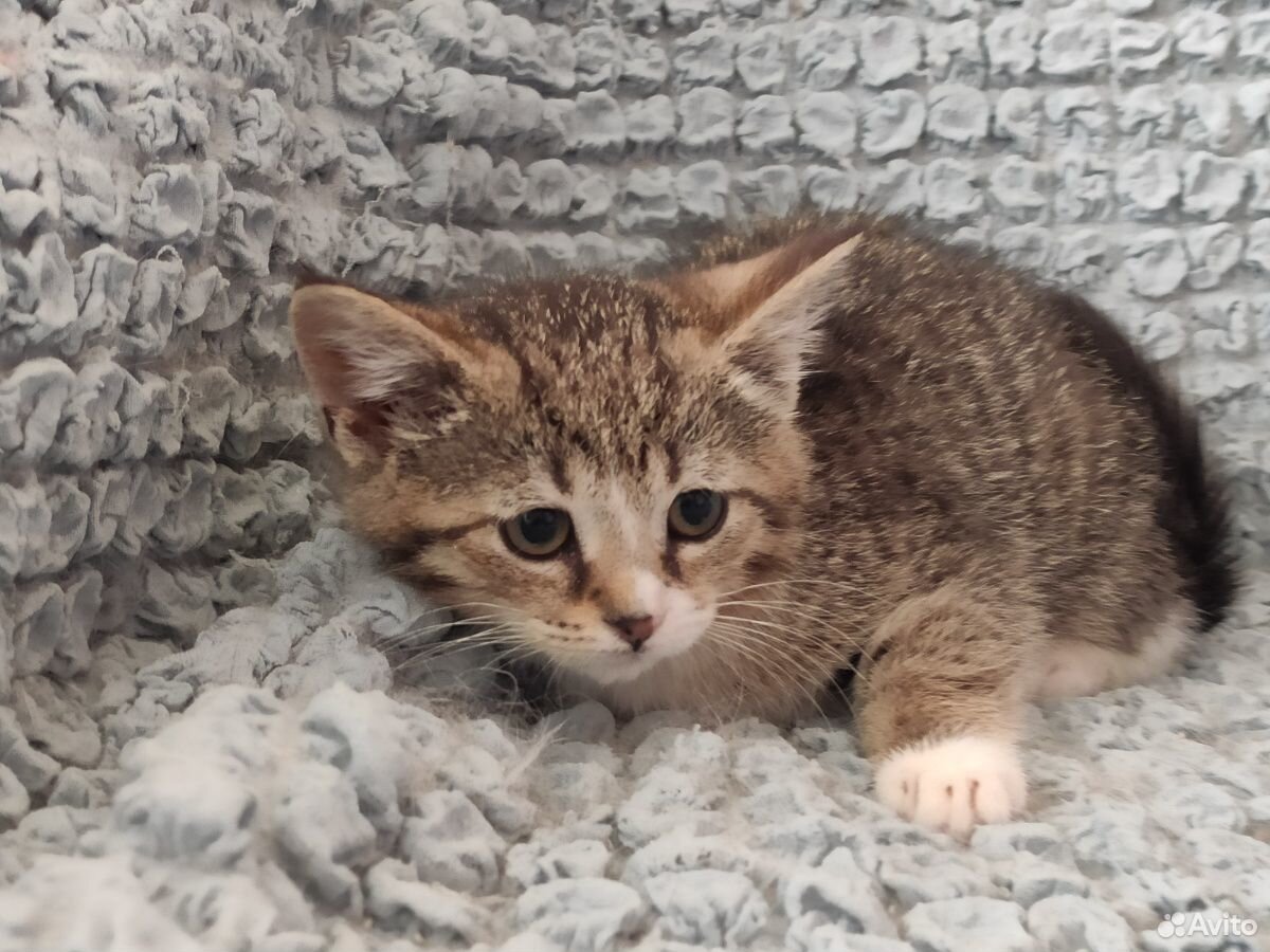 Серополосатый котенок Джессика в заботливые руки