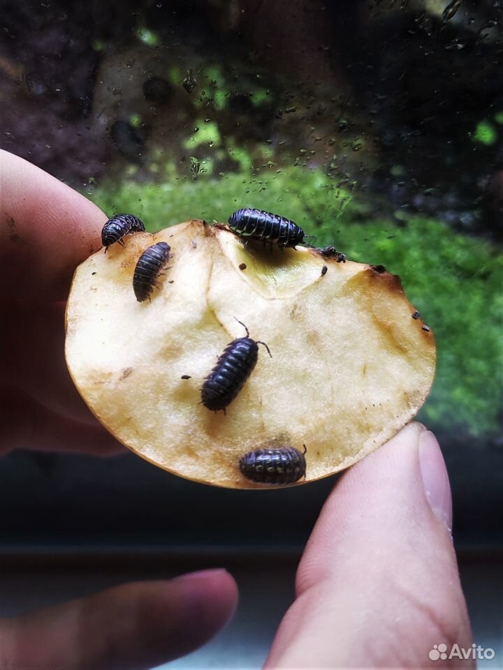 Мокрица пятнистая (Armadillidium pictum)