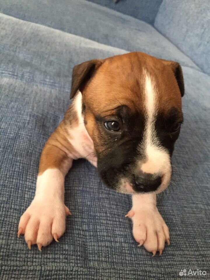 Продам щенка стафорда мальчик. Возраст 1 месяц