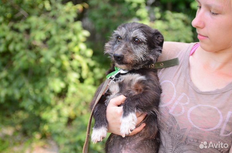 Ищет дом мелкая Собачка