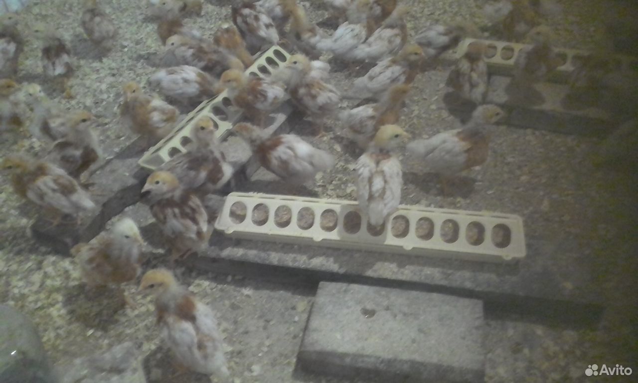 Продаются цыплята несушки Ломан Браун