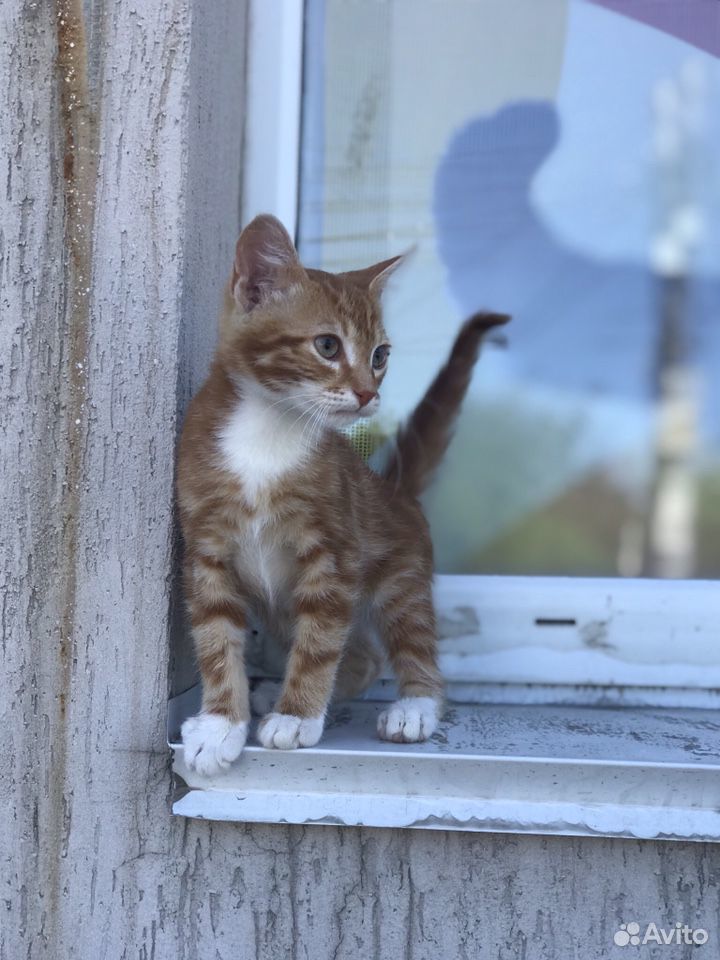 Котёнок мальчик Лев в хорошие руки