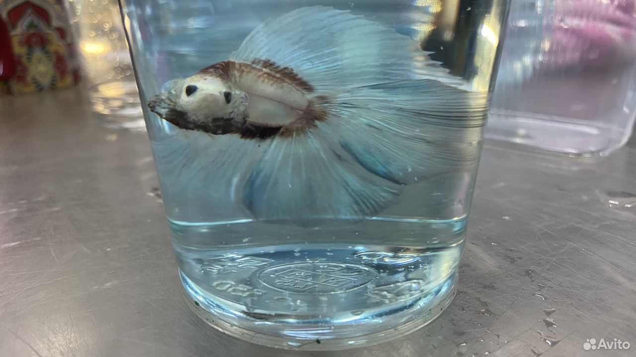 Петушок снежная крапинка двухвостый