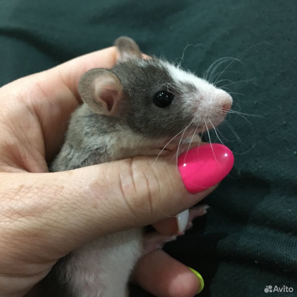 Крысёнок Агути