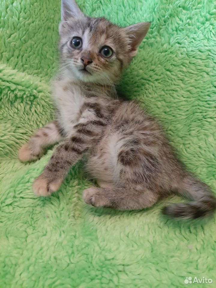 Удивительная кошечка 1.5 месяца для Вас