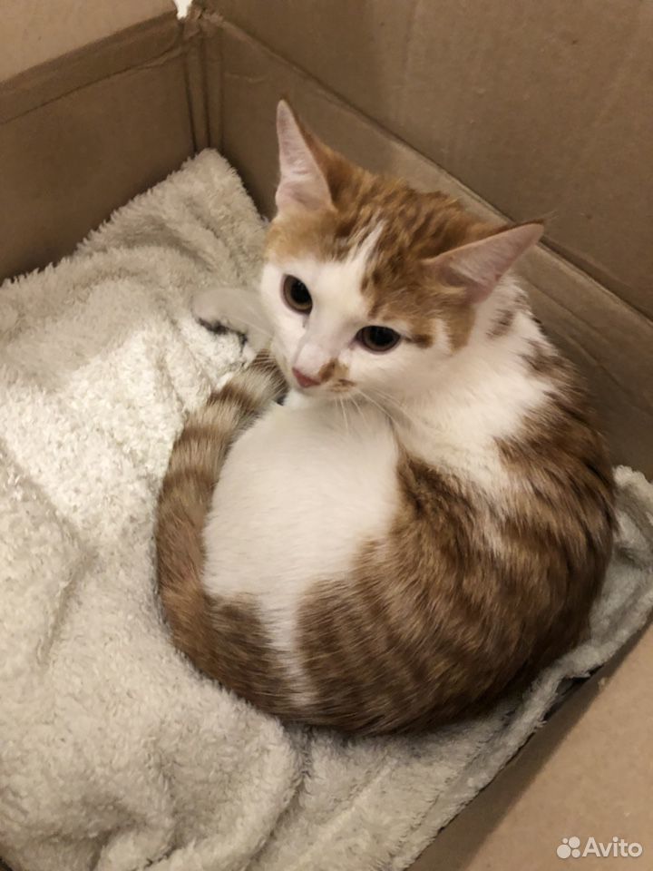 Кошка Лея ищет дом