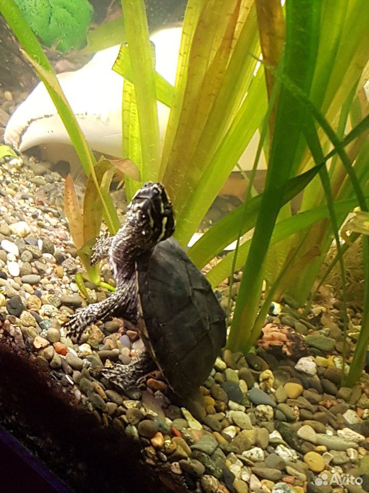 Мускусная черепашка