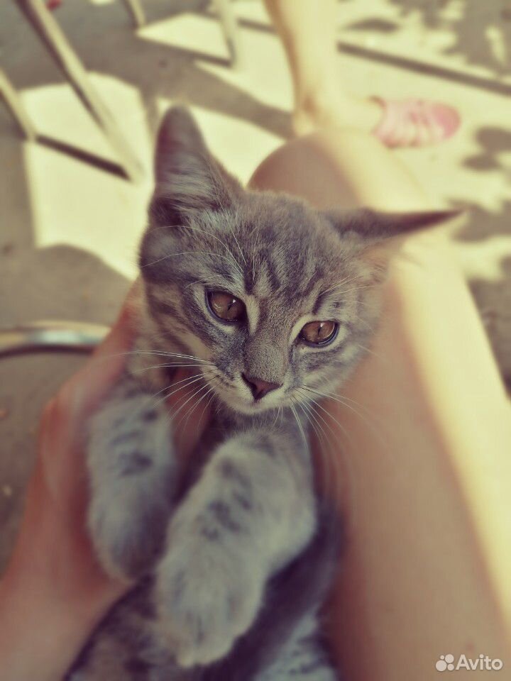 Котик