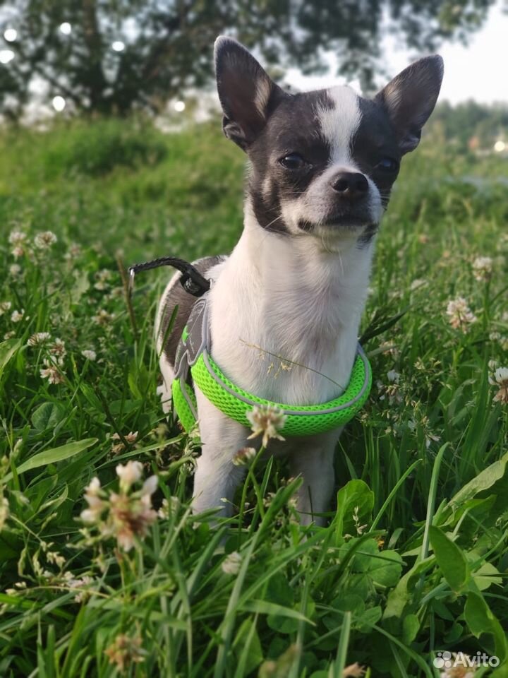Чихуахуа ищет невесту