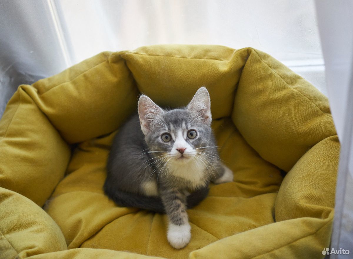 Котенок Мультик