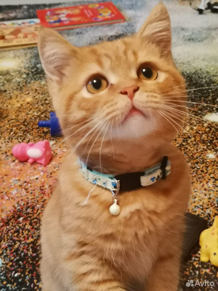 Котенок Шотландец