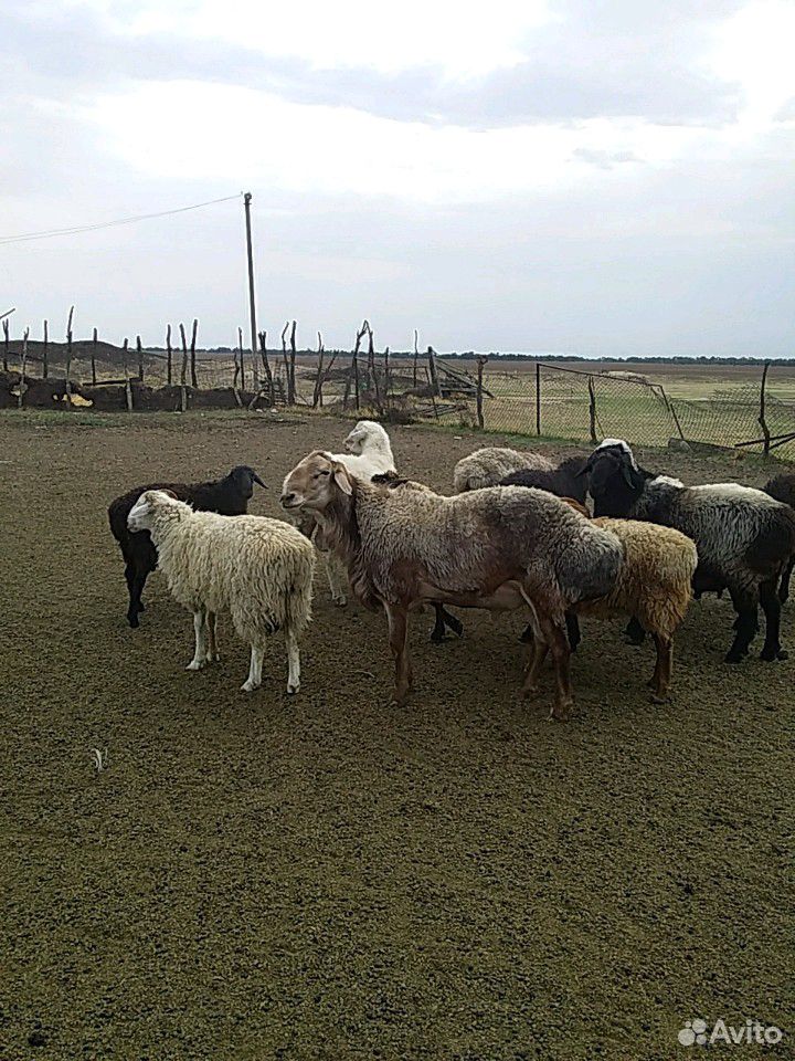 Племенные бараны