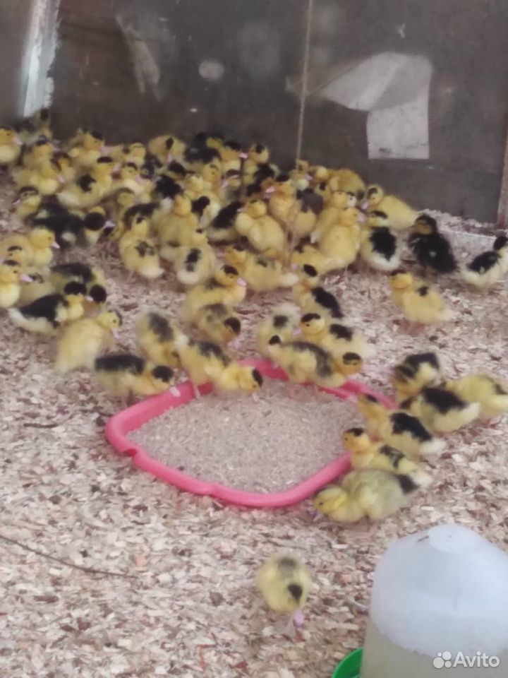 Утки. Утята. Муларды