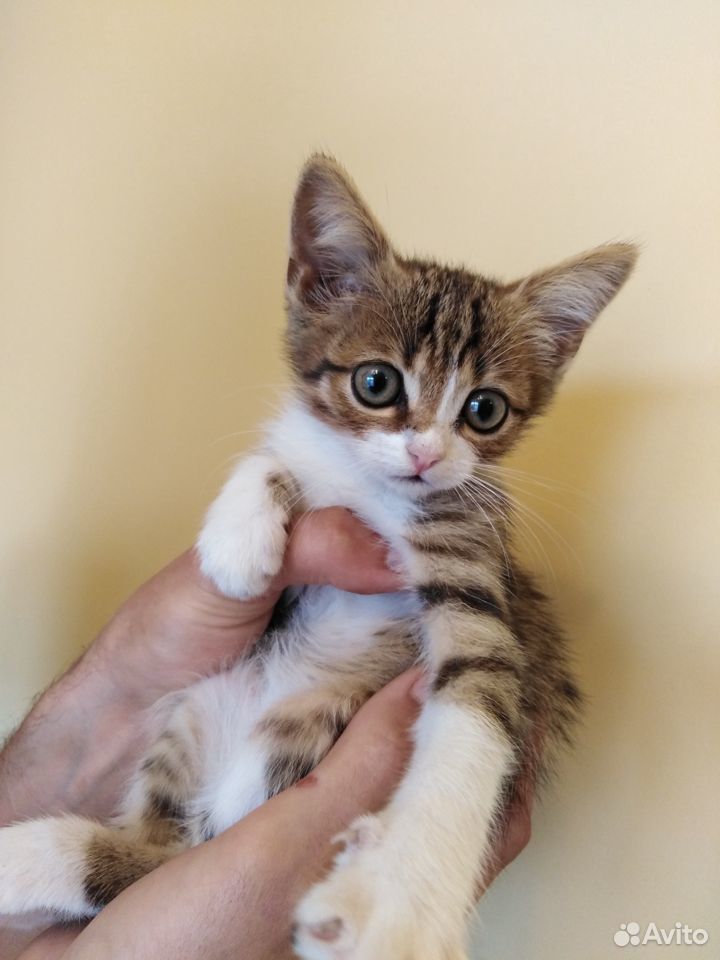Обояшка котенок Тимошка