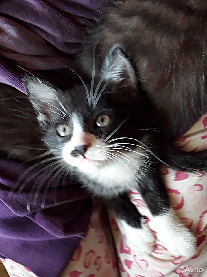 Обаятельный и общительный будущий мышелов