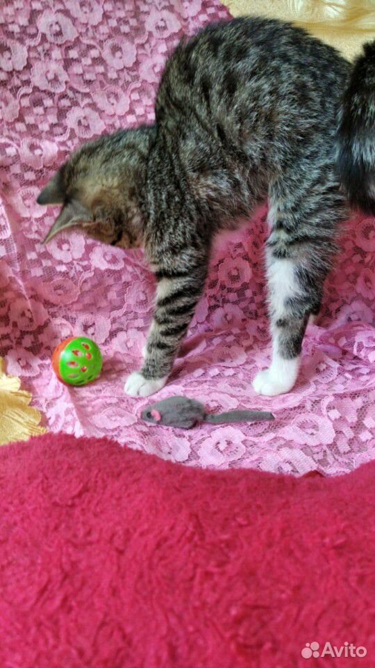 Котёнок