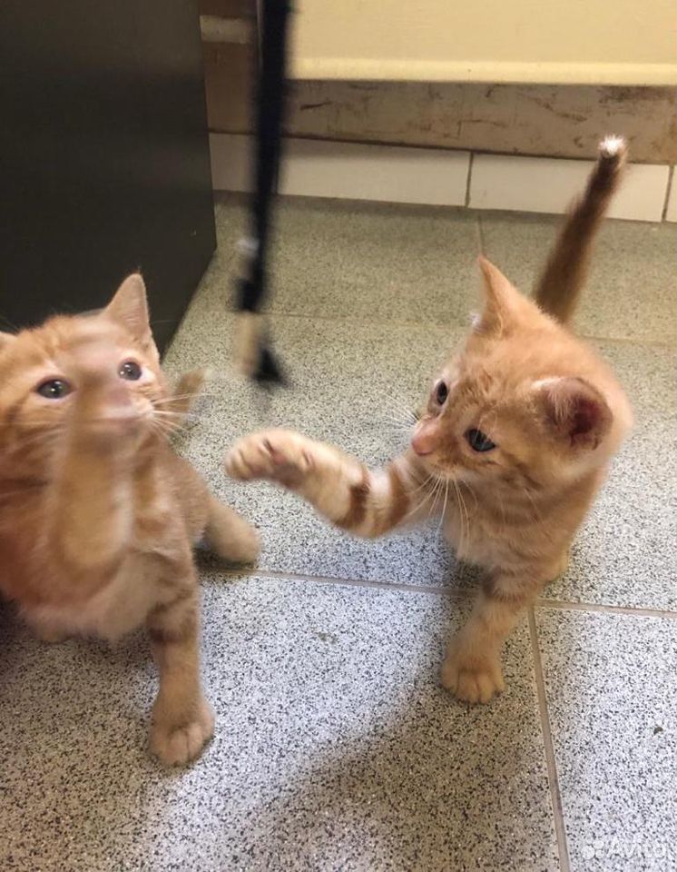 Рыжие, плюшевые котята мальчкики в добрые руки