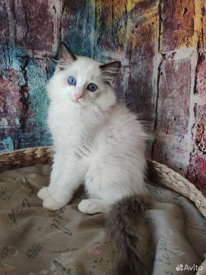 Синеглазый рэгдолл Xmen, 3 месяца