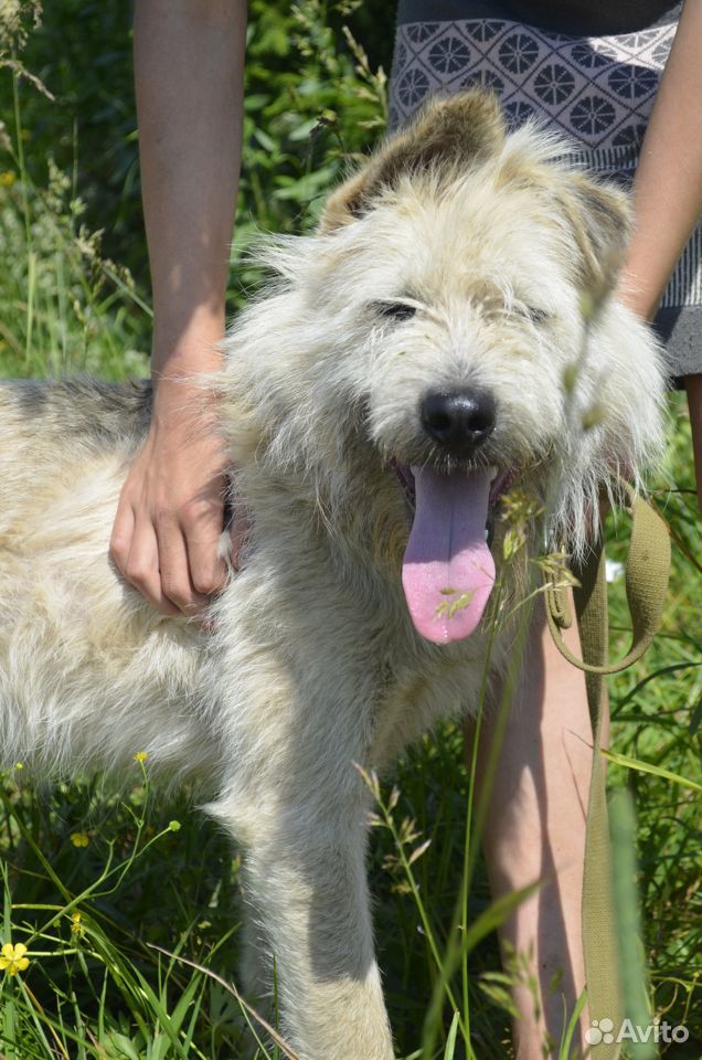 Гарри ищет дом