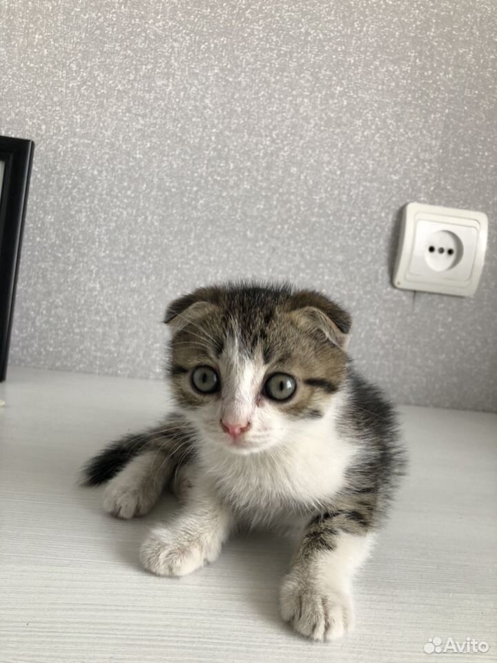 Вислоухая девочка котёнок отдам в добрые руки