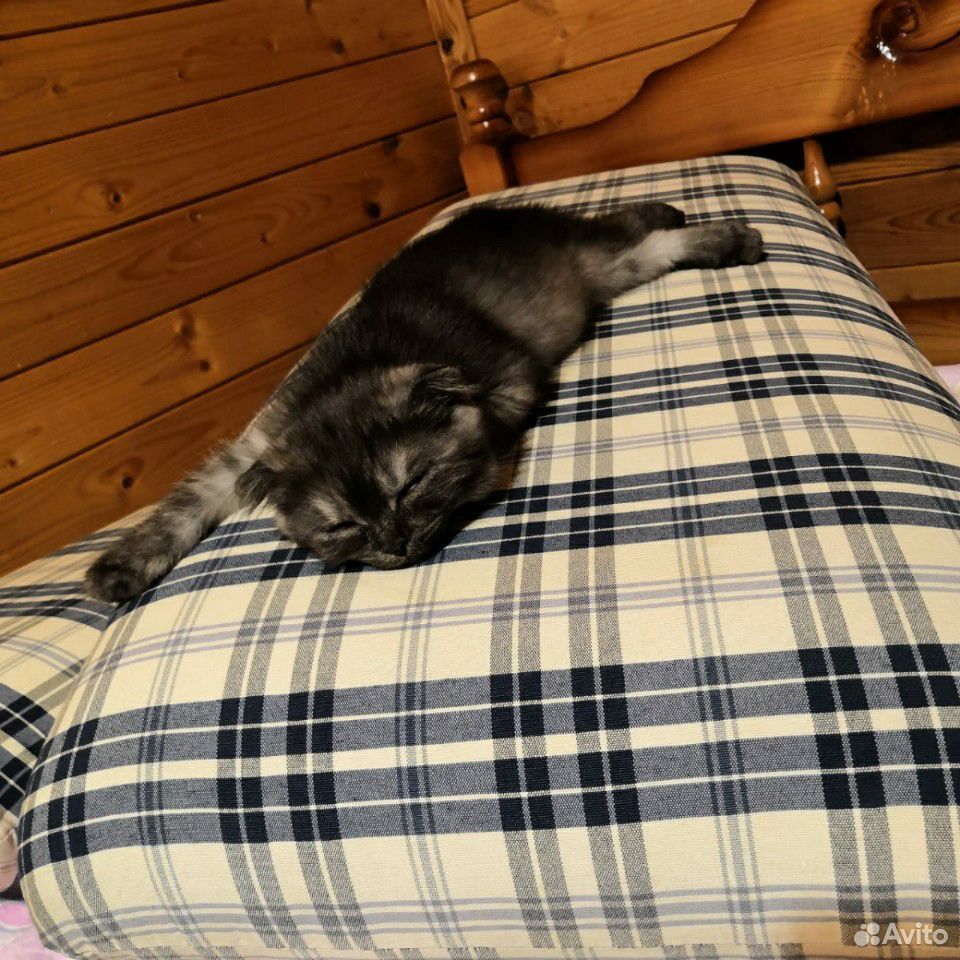 Котенок шотландская вислоухая