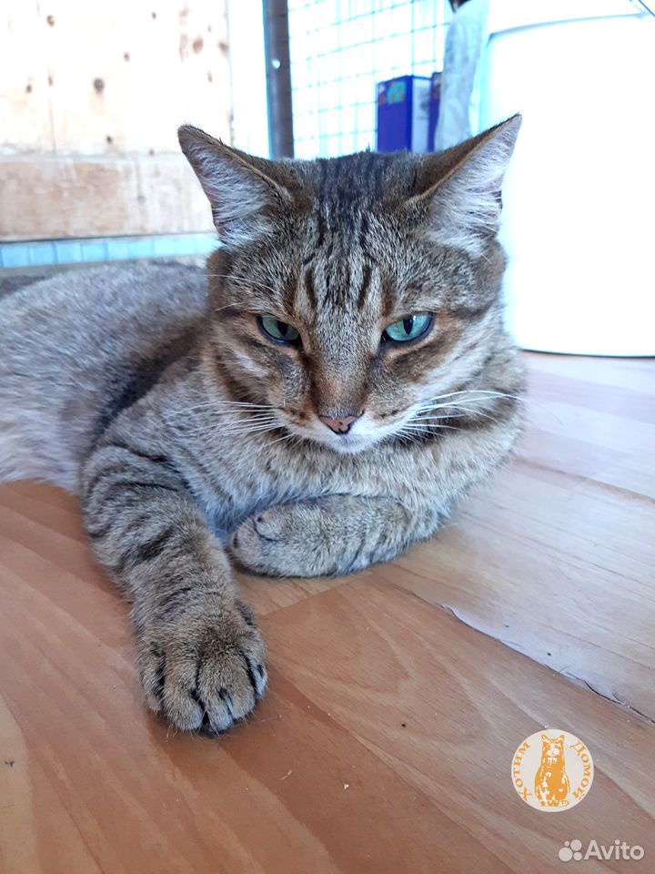 Кот из приюта. Яшка