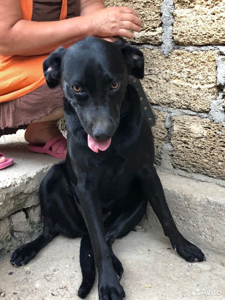 Отдам в добрые руки