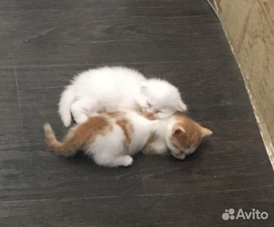 Коты-братаны