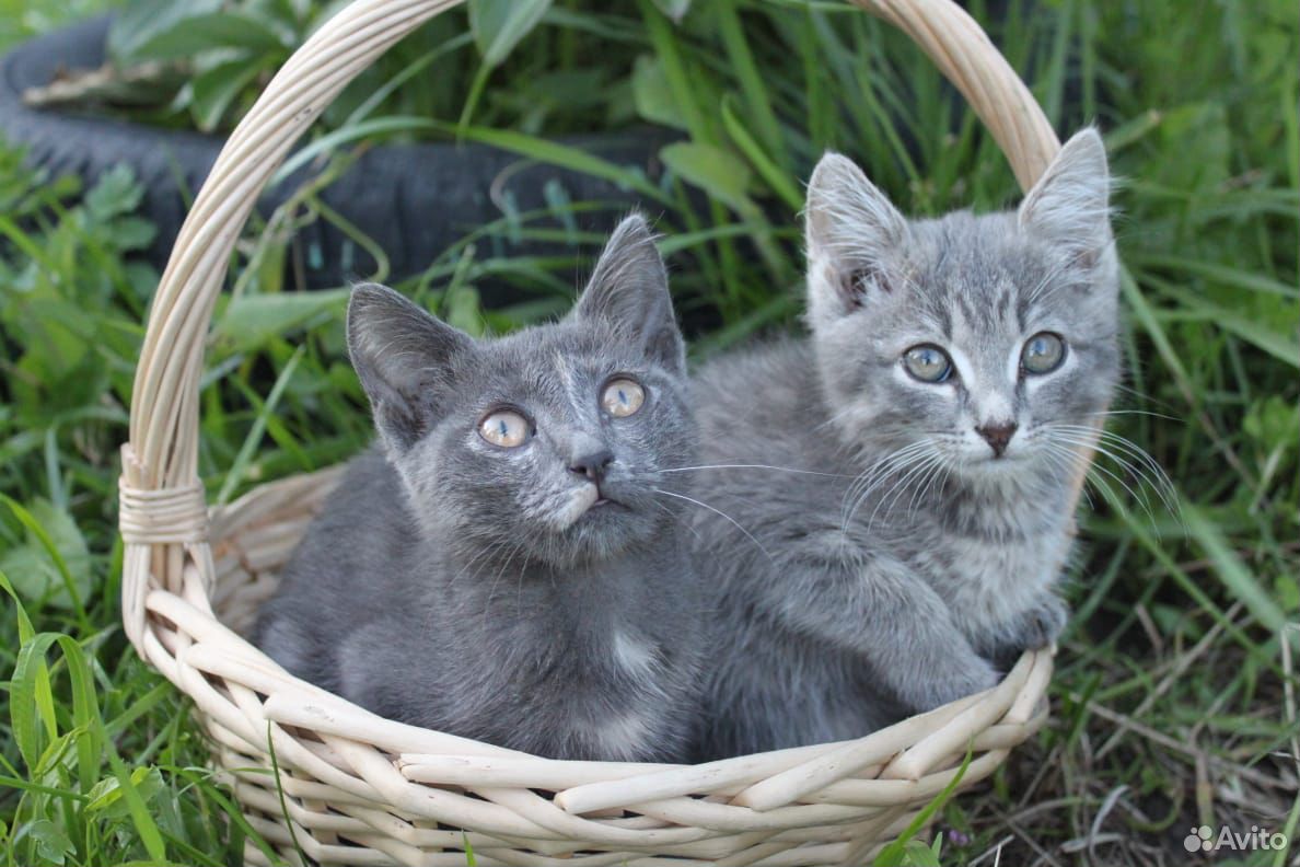 Котята мальчик и девочка 2 месяца