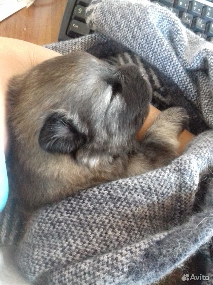 Щенок кеесхонда