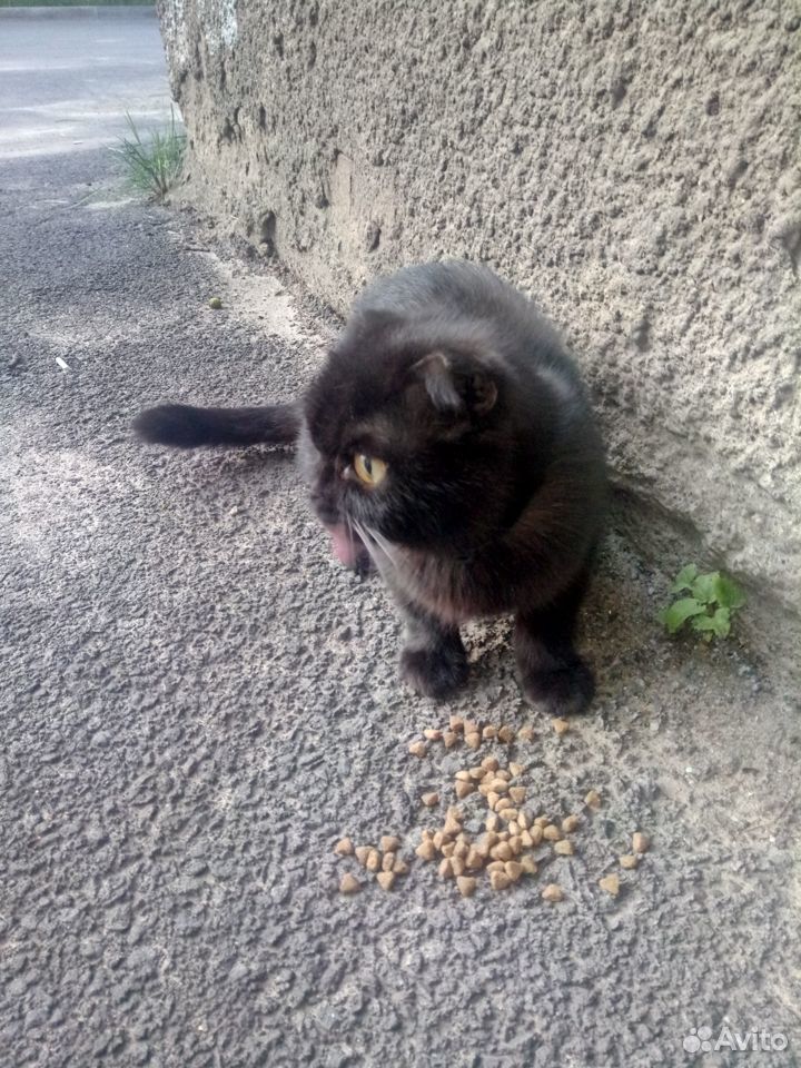 Найдена черная кошка