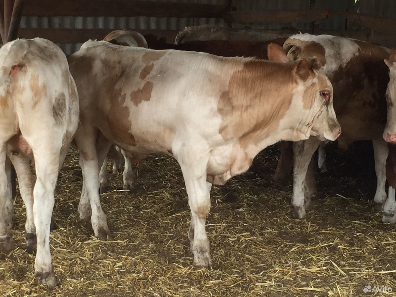 Продаются быки