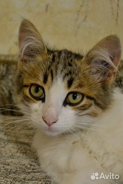 Котенок Ватсон в добрые руки