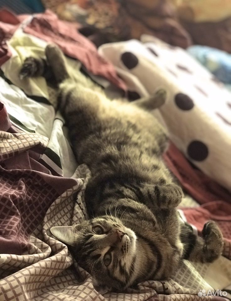 Отдам питомца в хорошие руки