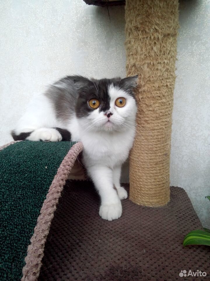 Шотладские котята чёрно-белого окраса