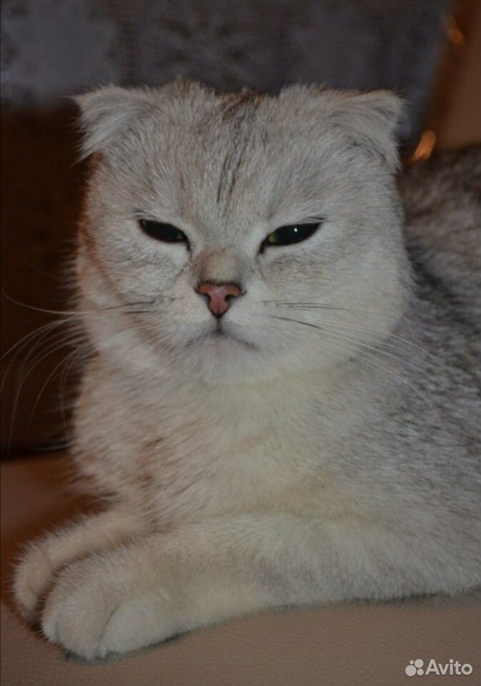 Вислоухая скотишфолд