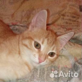 Милочка ищет дом