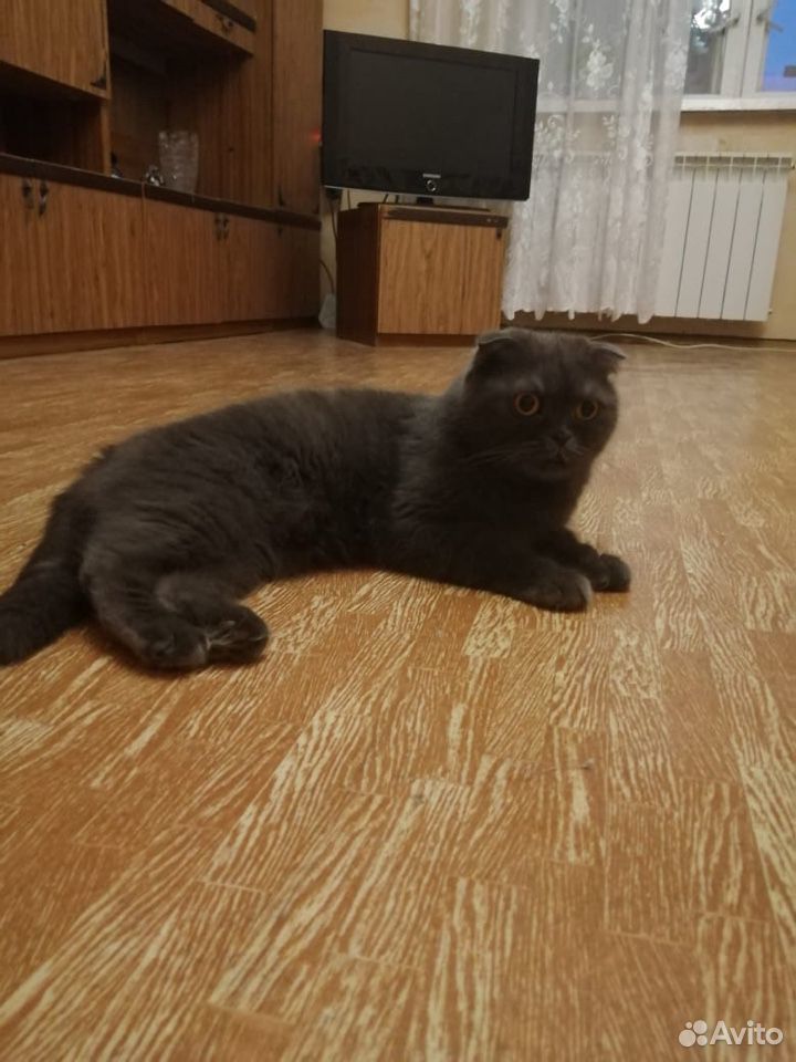 Кошка