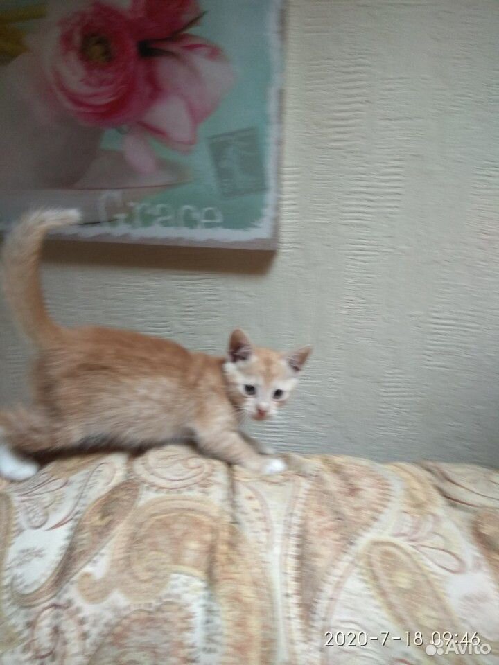 Кошка
