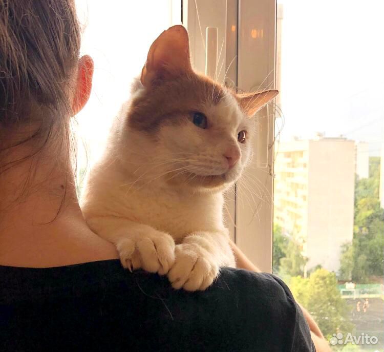 Кот Манго в добрые руки