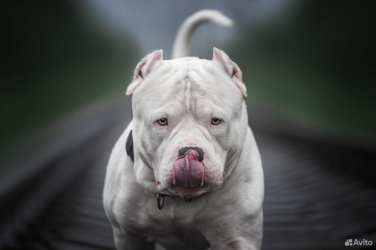 XL American Bully, вязка