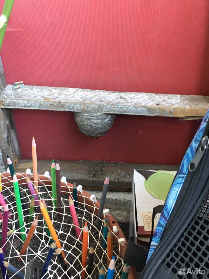 Осиное гнездо