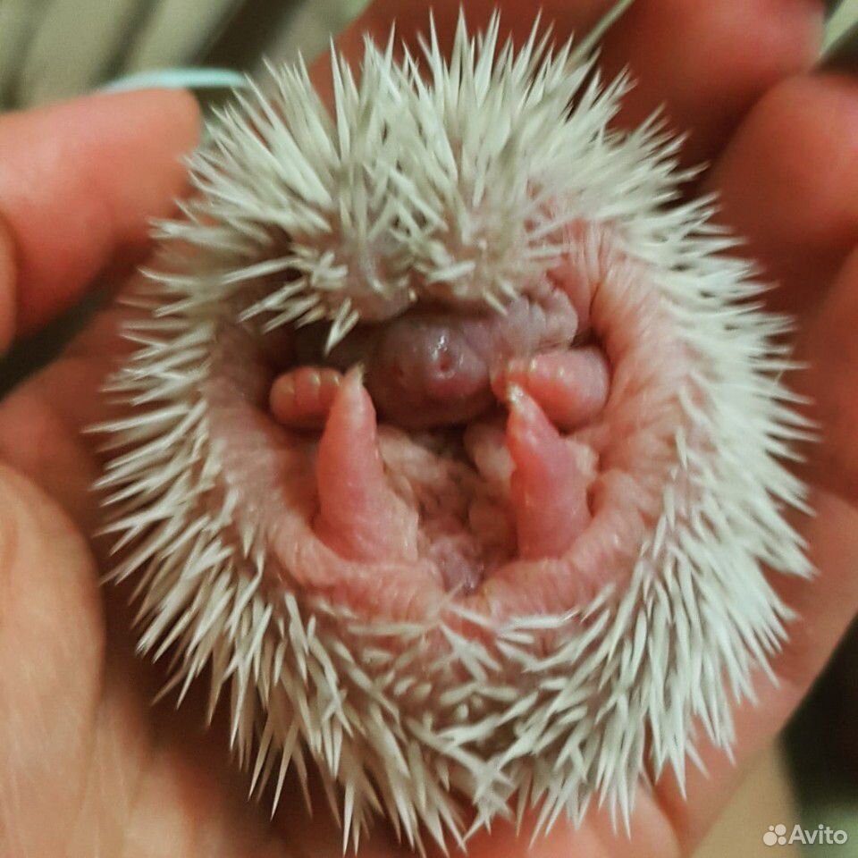 Декоративные ежата