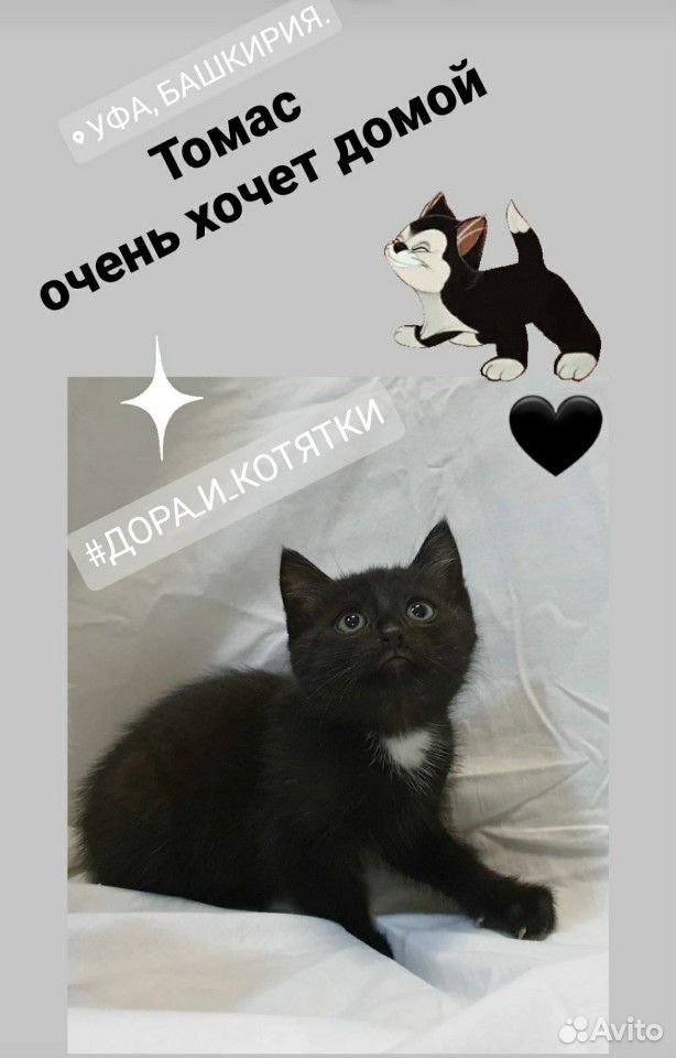 Котенок в добрые руки